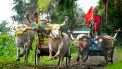 Guide Complet pour visiter le Nord-Ouest de Bali | lebaliblog